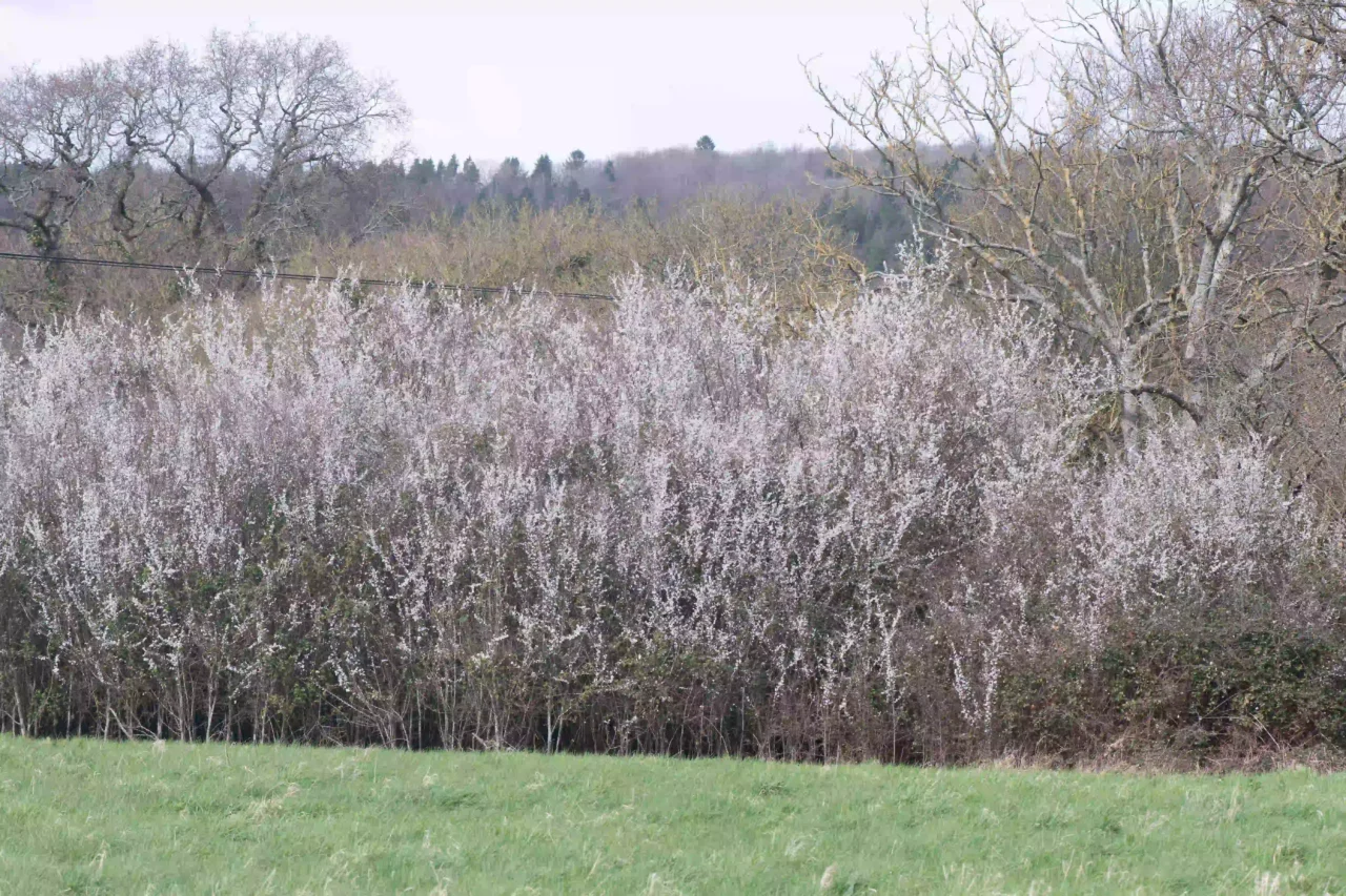 Wildlife Blog by Ron Allen 30 March 2024 – Stroud Village Hall